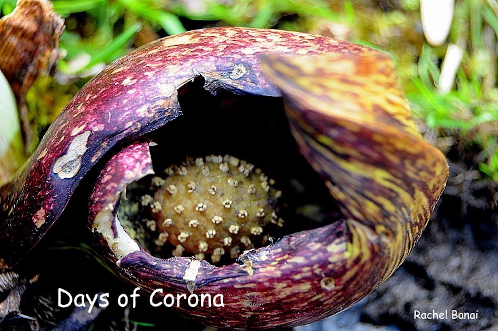 The Puffin Cultural Forum | Gallery Archive